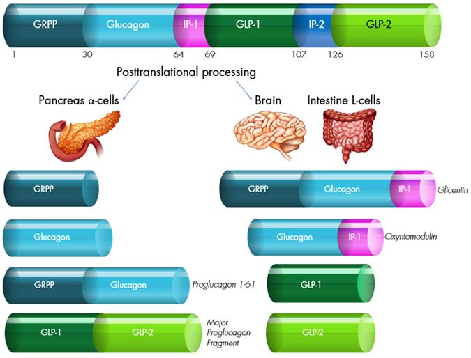 Glucagon Regulation Kits and Immunoassays from Ansh Labs